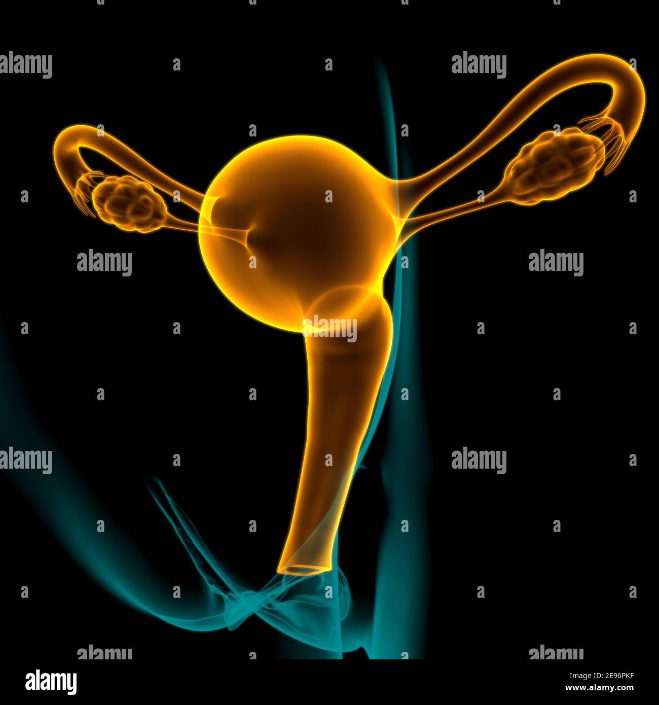Female Reproductive System Anatomy For Medical Concept 3d Illustration