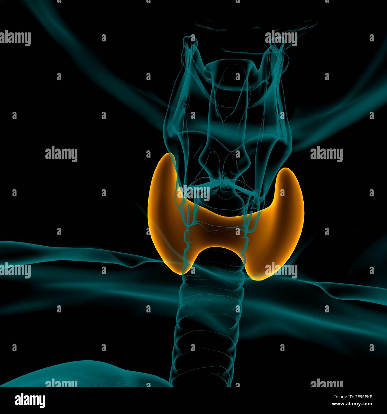 Thyroid Gland Anatomy For Medical Concept 3D Illustration Stock Photo ...