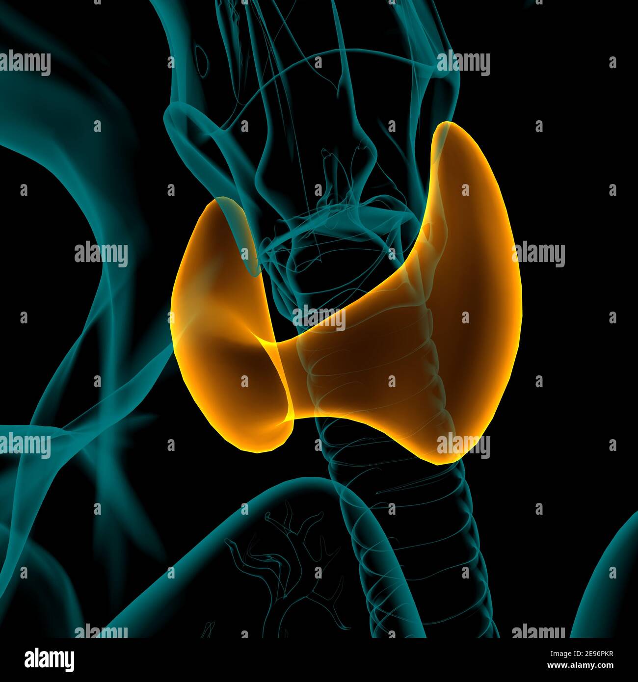 Thyroid Gland Anatomy For Medical Concept 3D Illustration Stock Photo ...