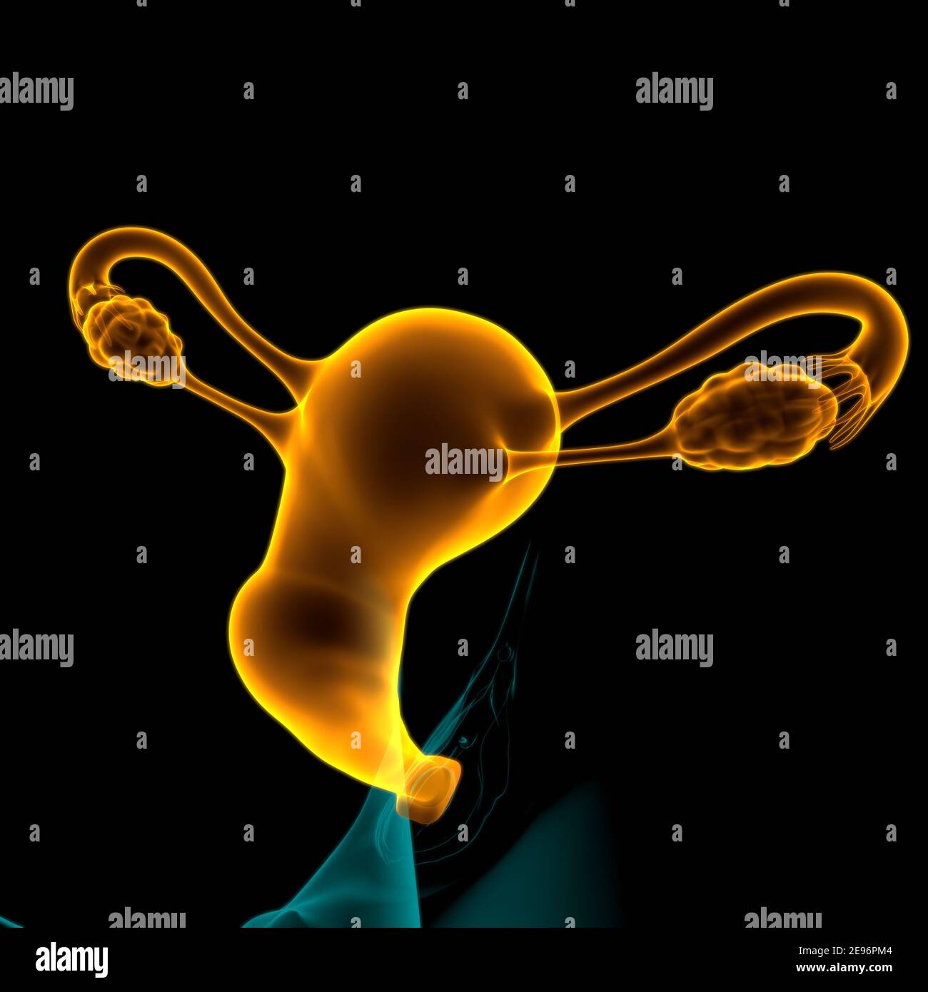 Female Reproductive System Anatomy For Medical Concept 3d Illustration