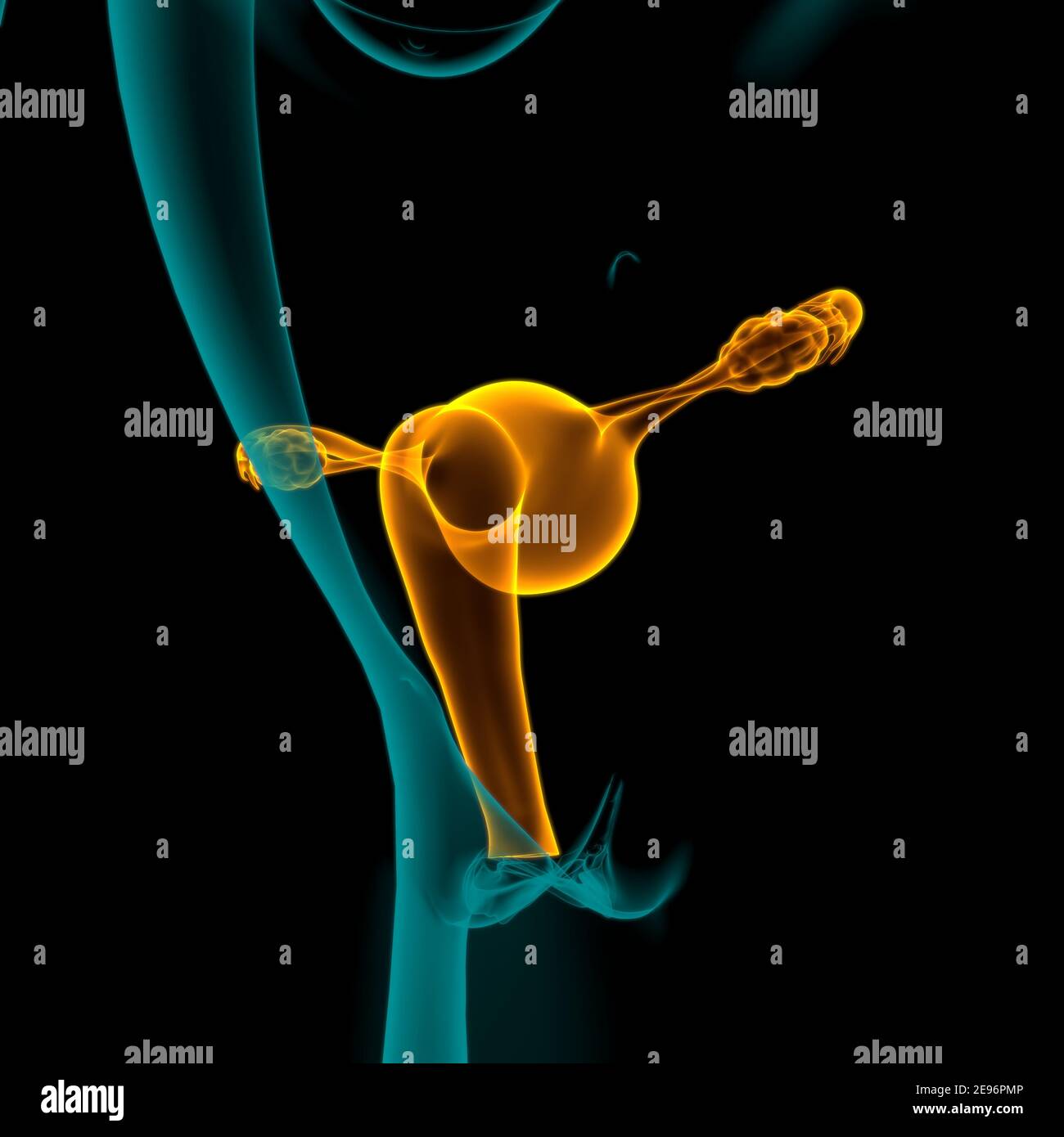 Female Reproductive System Anatomy For Medical Concept 3D Illustration ...