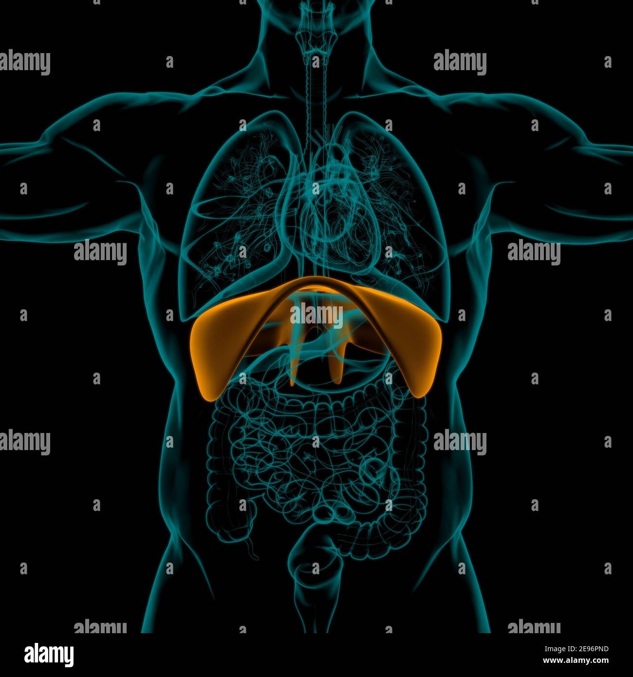 Diaphragm Human Respiratory System Anatomy For Medical Concept 3D ...