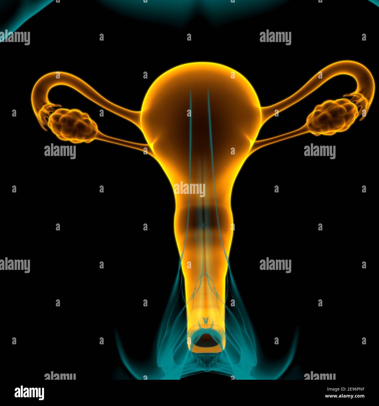Female Reproductive System Anatomy For Medical Concept 3d Illustration