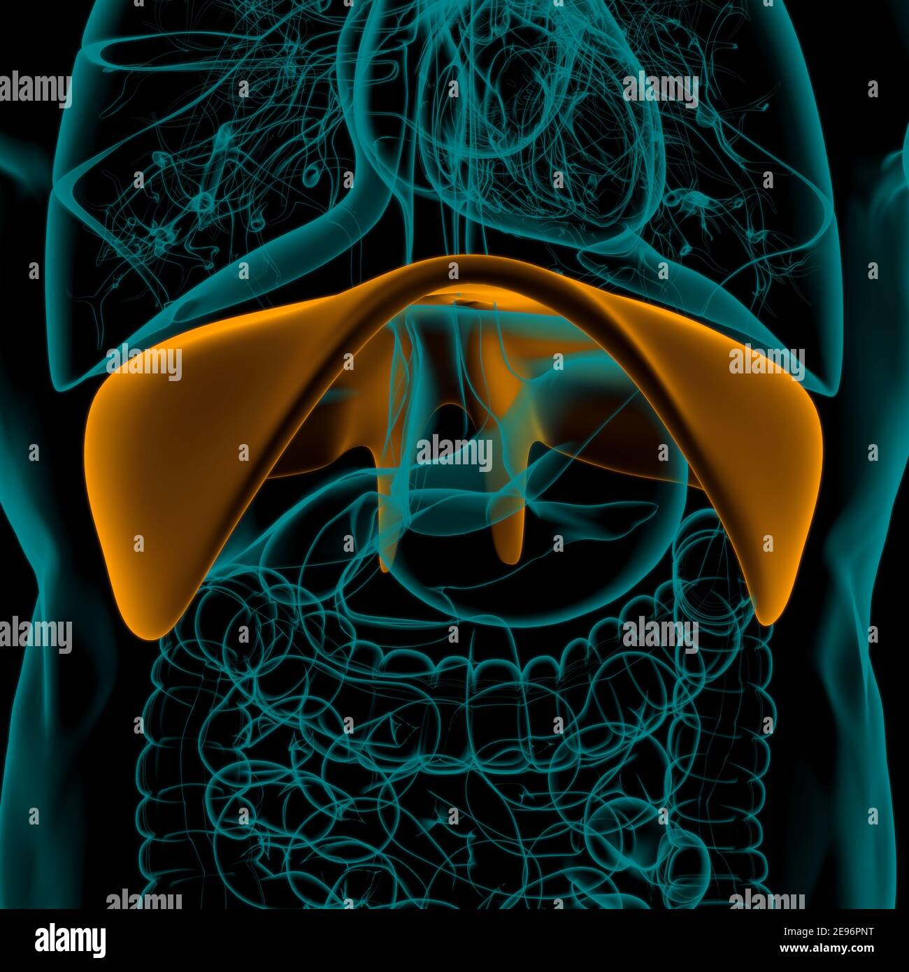 Diaphragm Human Respiratory System Anatomy For Medical Concept 3D ...