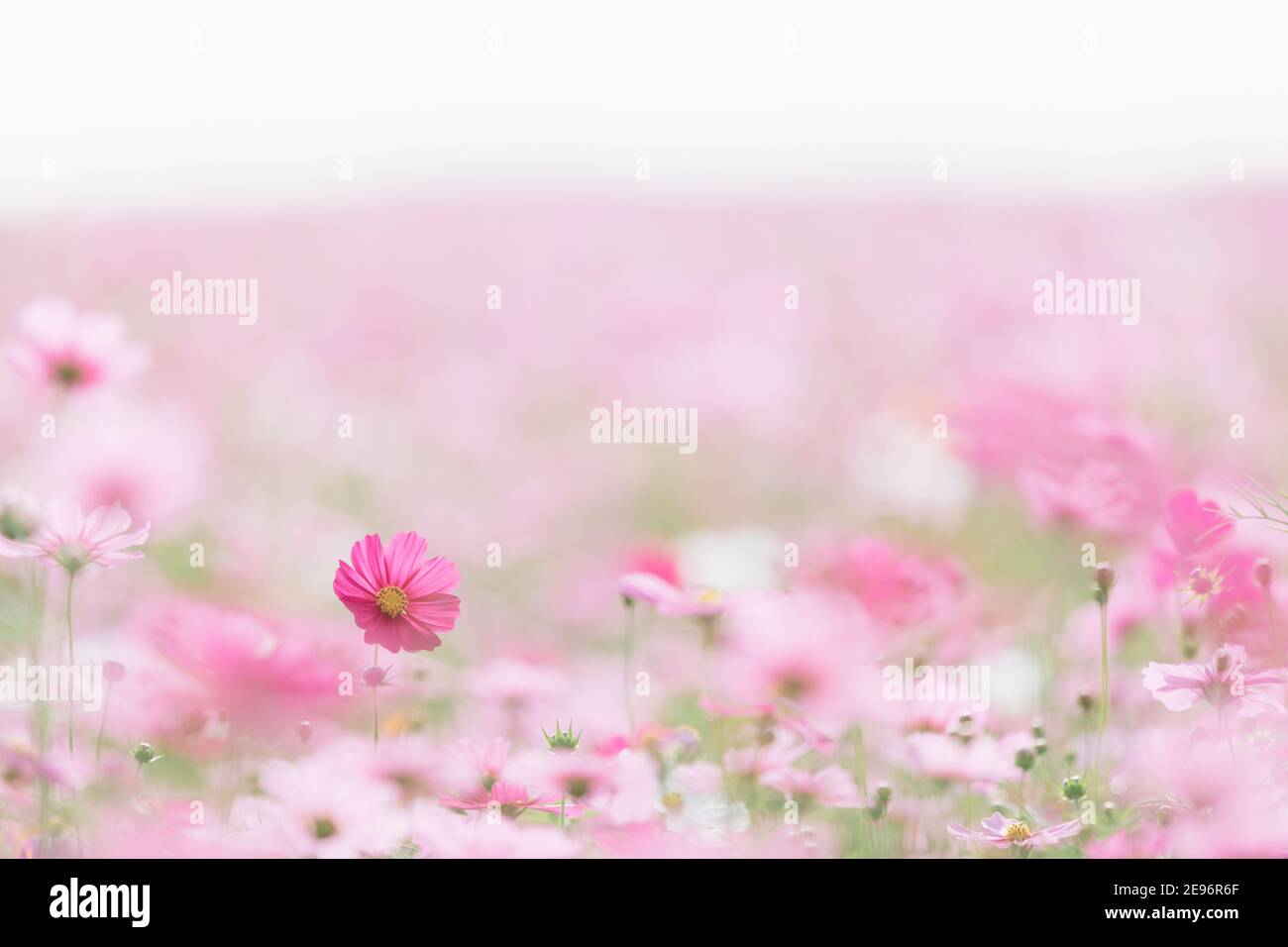 Pink cosmos flowers field in nature garden Stock Photo - Alamy