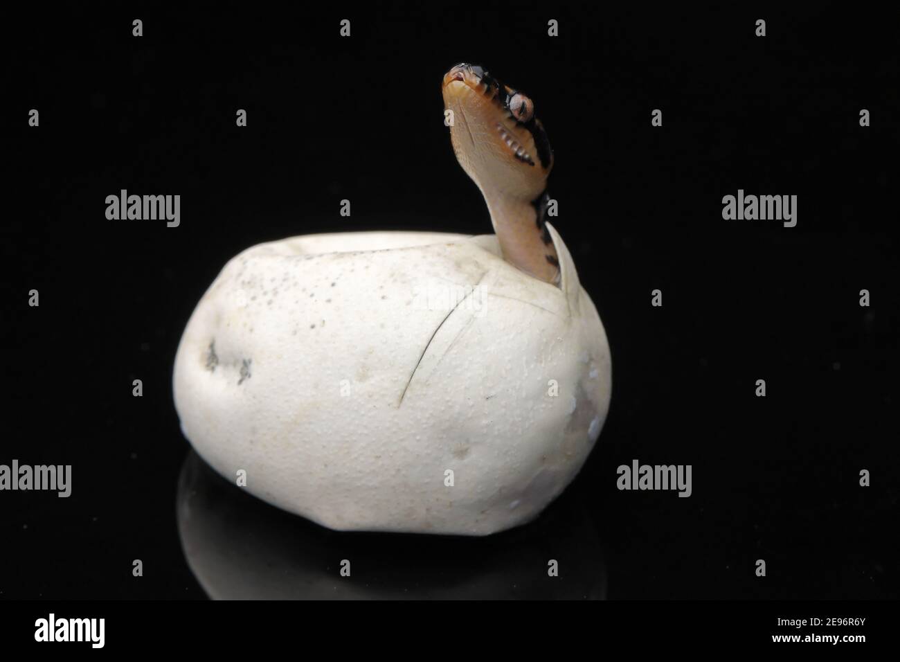 Diamond Python hatching from egg Stock Photo - Alamy