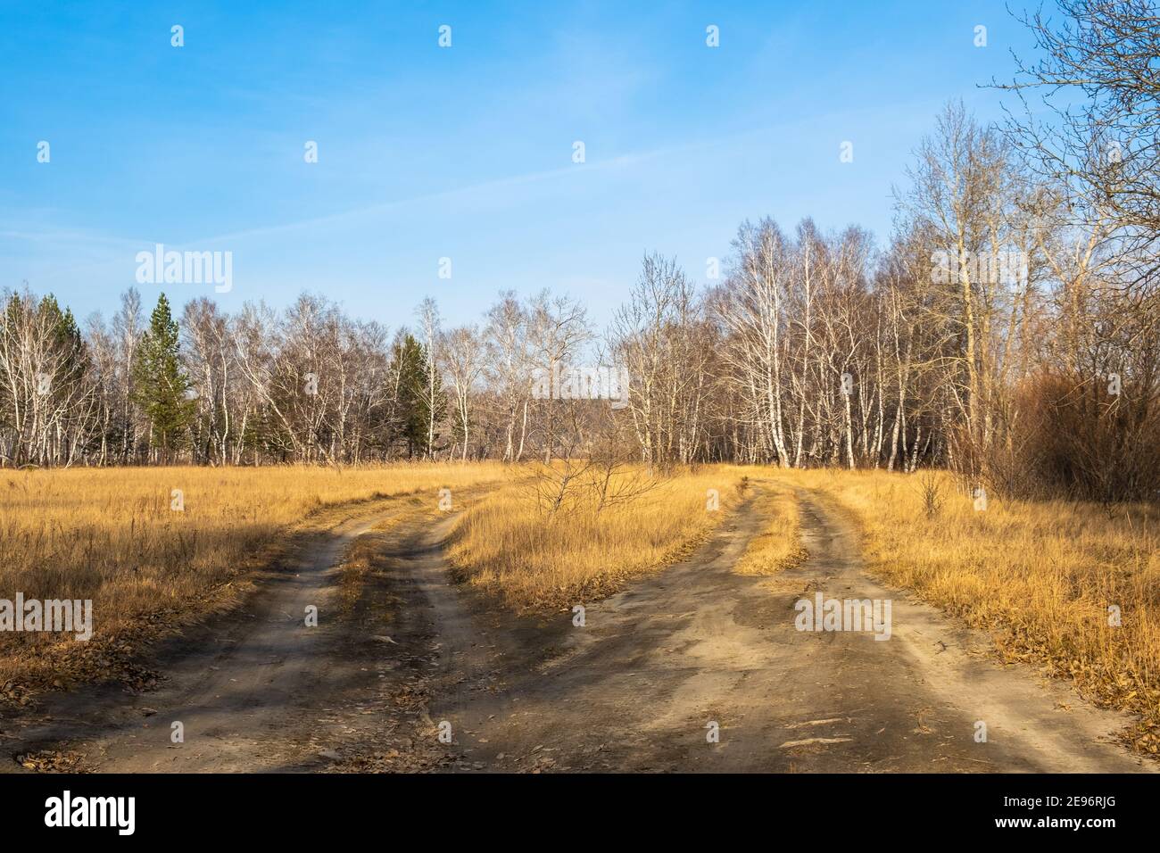Forking tree hi-res stock photography and images - Alamy