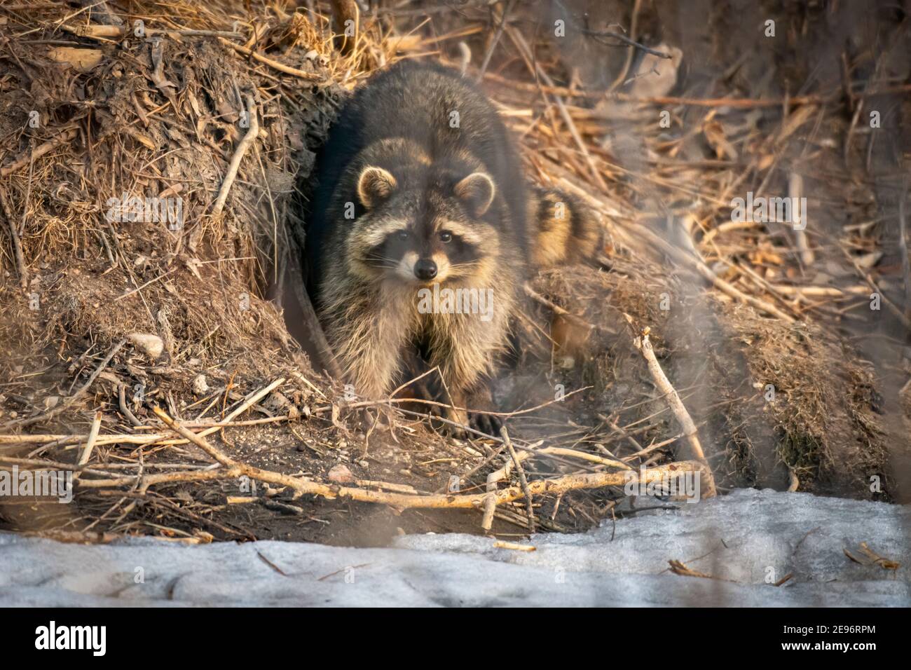 Upper Mississippi Valley Raccoon (Procyon lotor hirtus) sub-species of ...