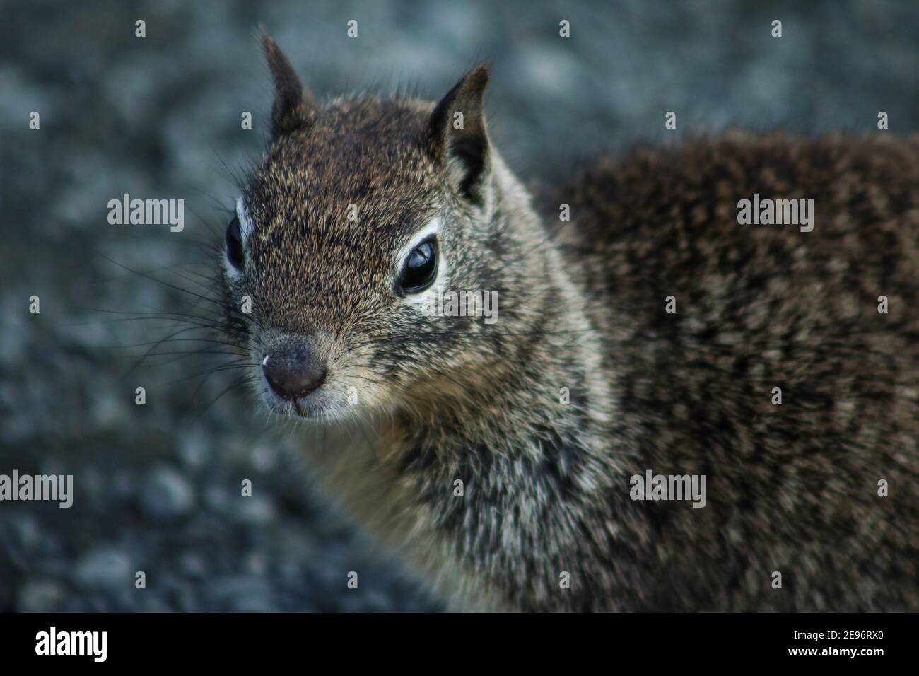 Squirrels up close hi-res stock photography and images - Alamy