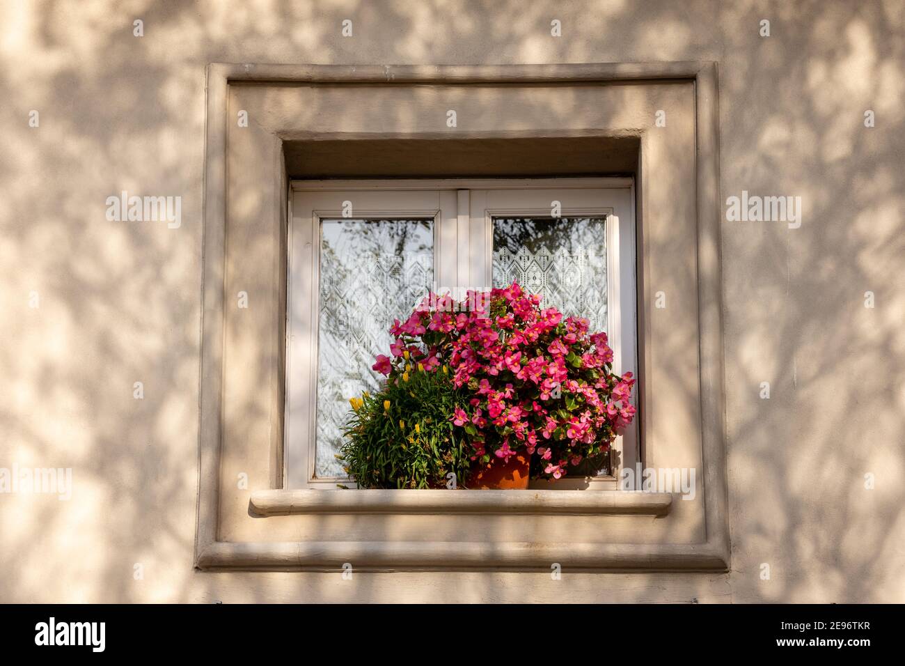 Typical italian window decorated with blooming fresh flowers Stock ...