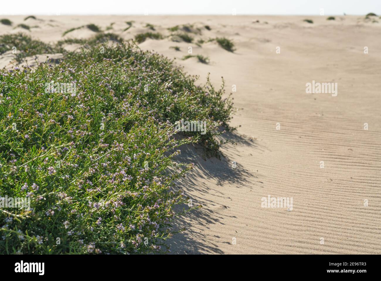 Sandy beach and native plants. Sea Rocket flowers in bloom, beautiful ...