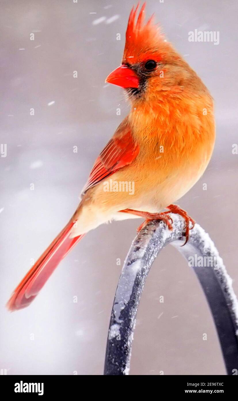 Northern Cardinal high on a perch in the snow Stock Photo - Alamy