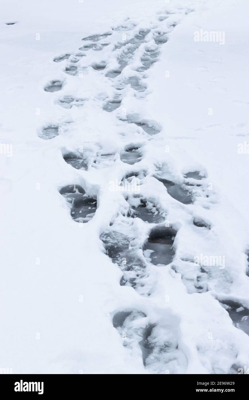 Human footprints in the snow in Winter -close-up. Pathway Stock Photo ...
