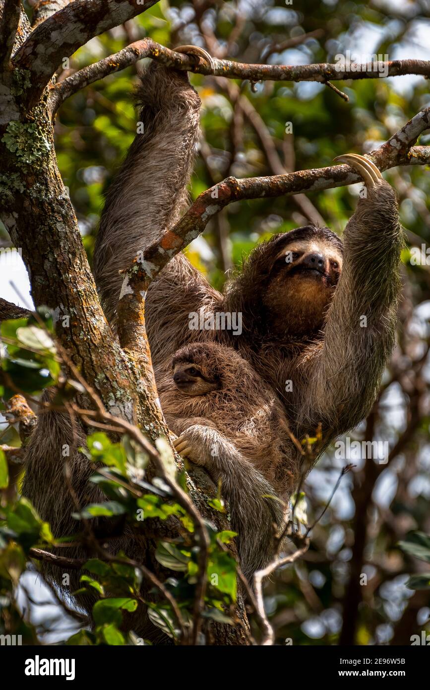 Brown throated three-toed sloth with baby image taken in Panamas rain ...