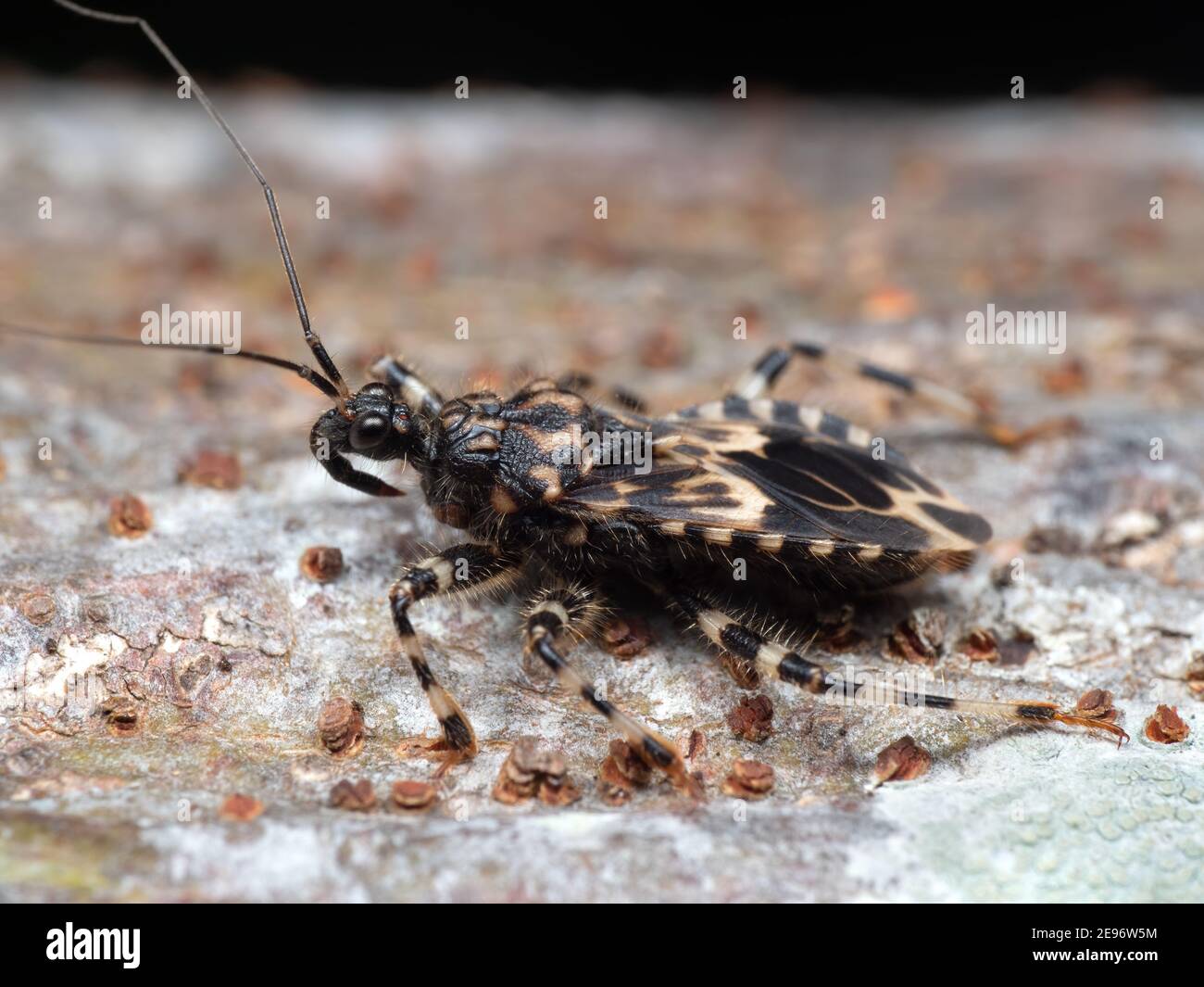Macro Photography of Assassin Bug on The Floor Stock Photo - Alamy