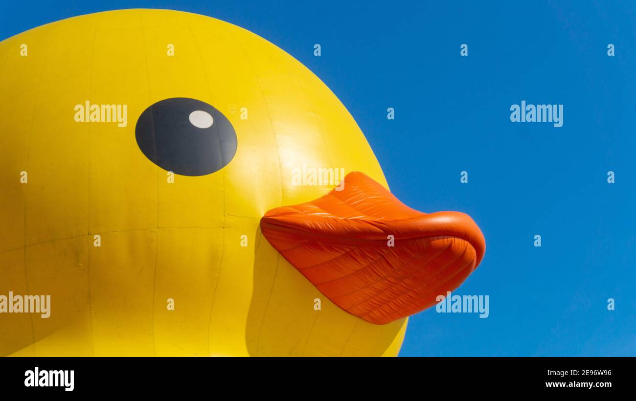 Giant rubber duck toronto hi-res stock photography and images - Alamy