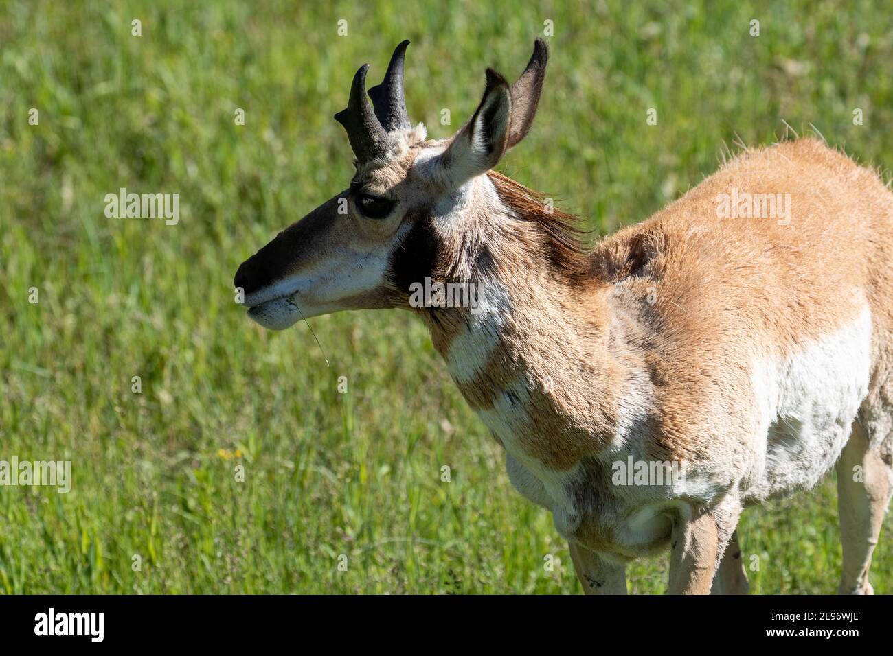National antelope range hi-res stock photography and images - Alamy