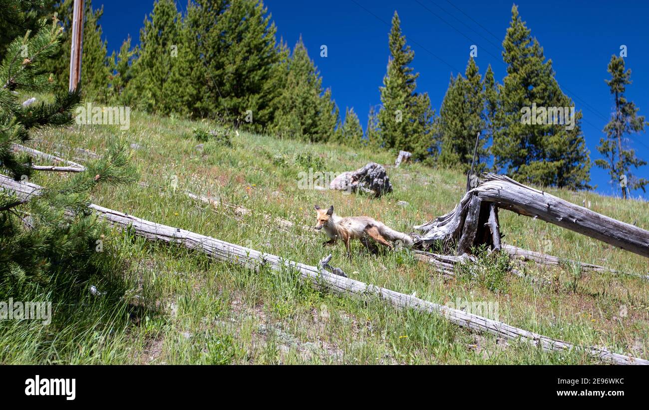 Fox horn hi-res stock photography and images - Alamy