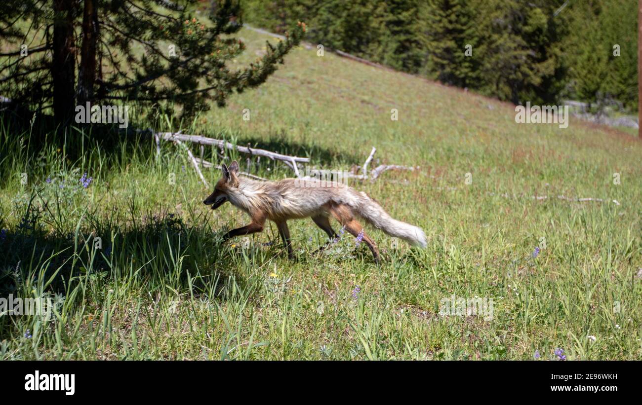 Fox horn hi-res stock photography and images - Alamy