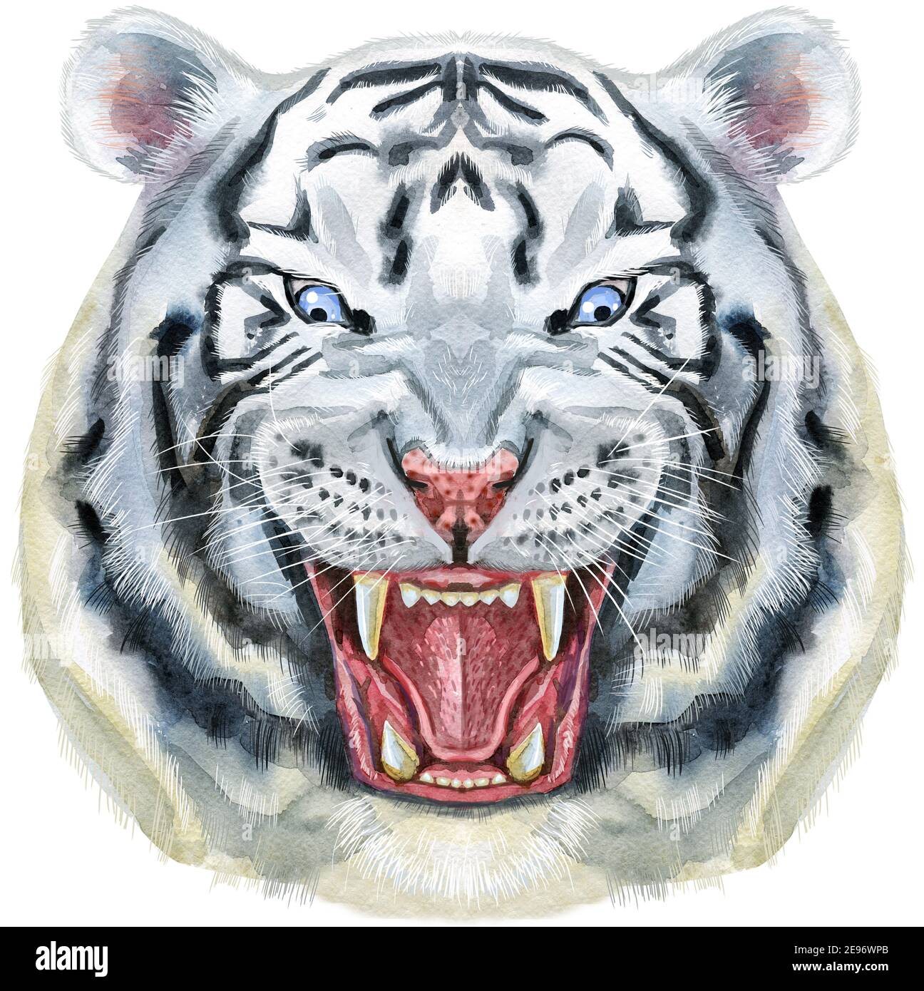 White aggressive tiger with open mouth and huge fangs Stock Photo - Alamy