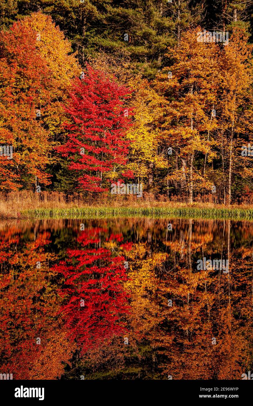 Leaf gap hi-res stock photography and images - Alamy