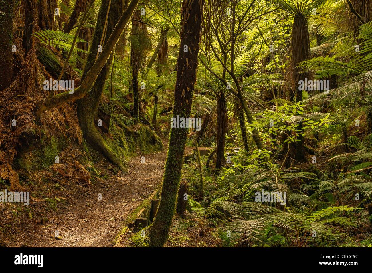 Dense vibrant green lush jungle like remote native bush in the middle ...