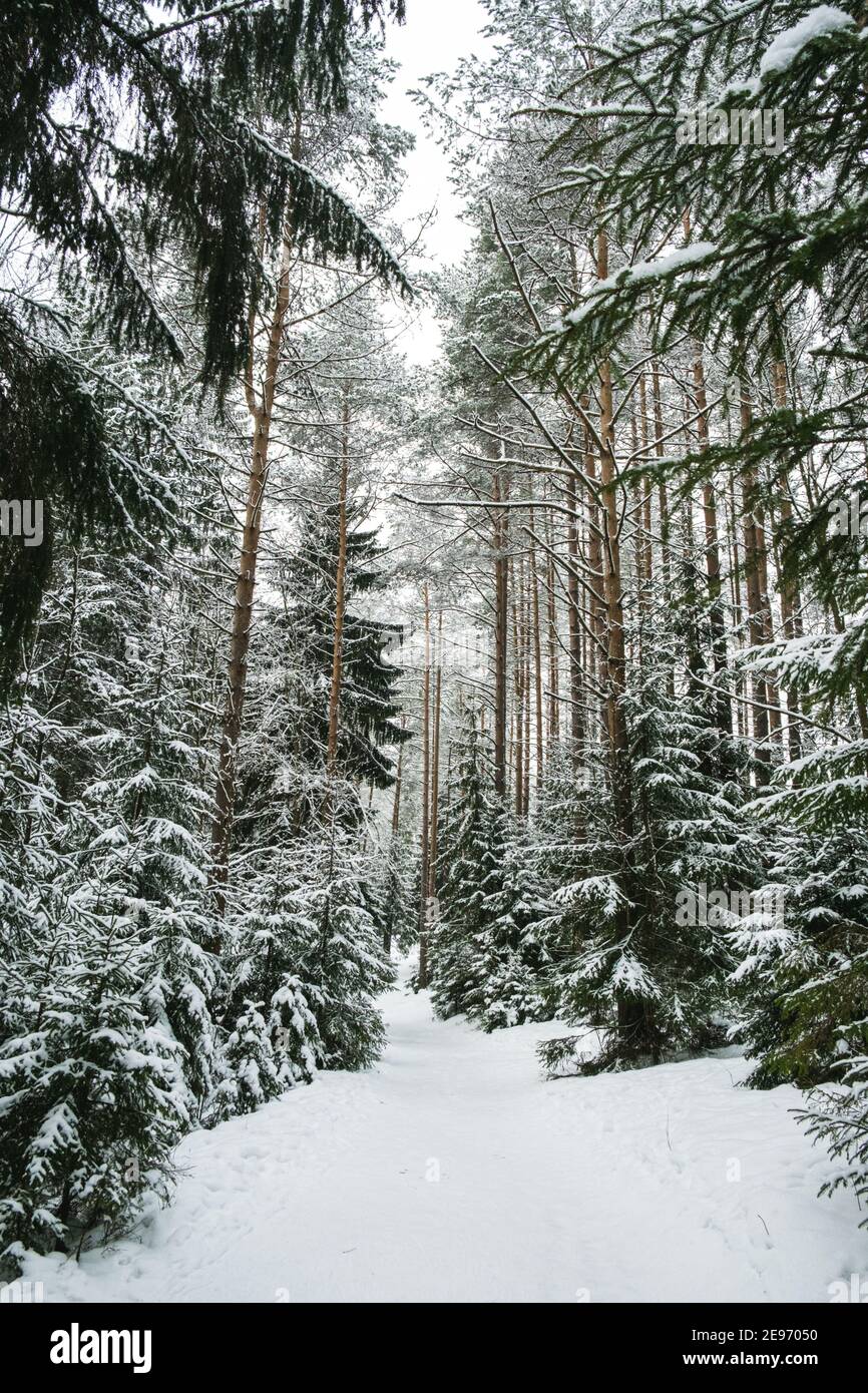 Beautiful atmospheric winter landscape. Snow covered trees in the ...