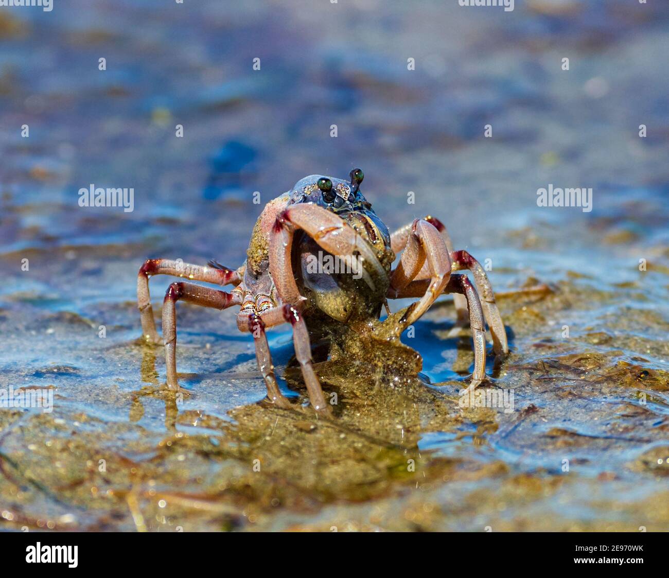 Closeup soldier crabs hi-res stock photography and images - Alamy