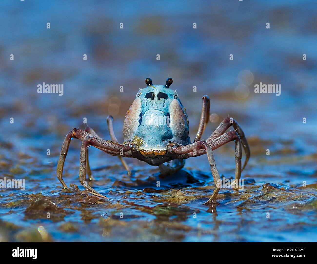 Light-blue soldier crab (Mictyris longicarpus) in the sand on the beach ...
