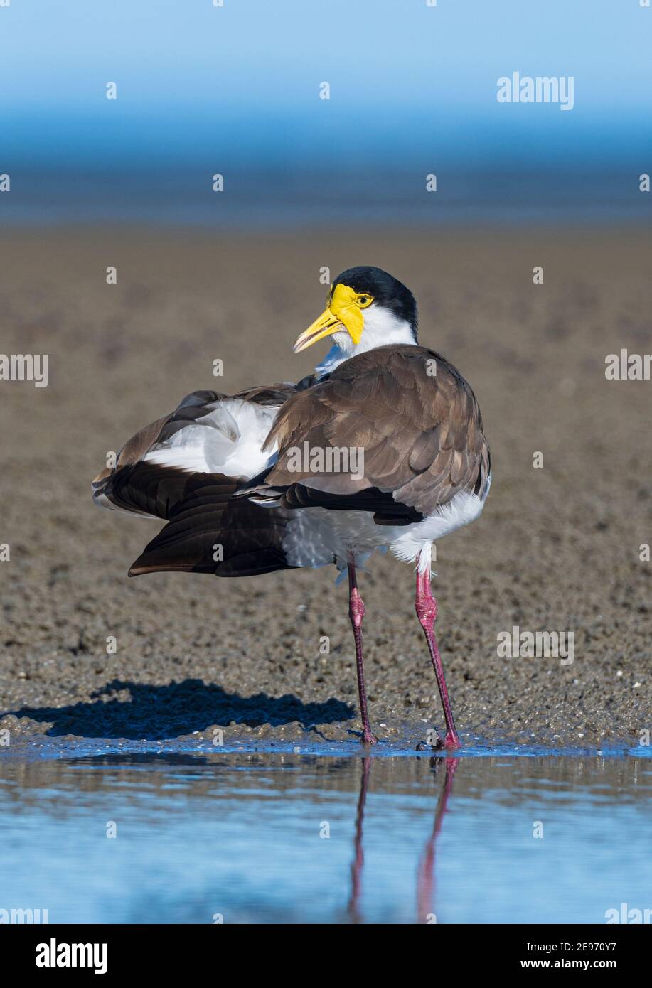 Masked Plover or Masked Lapwing (Vanellus miles) standing on the beach ...