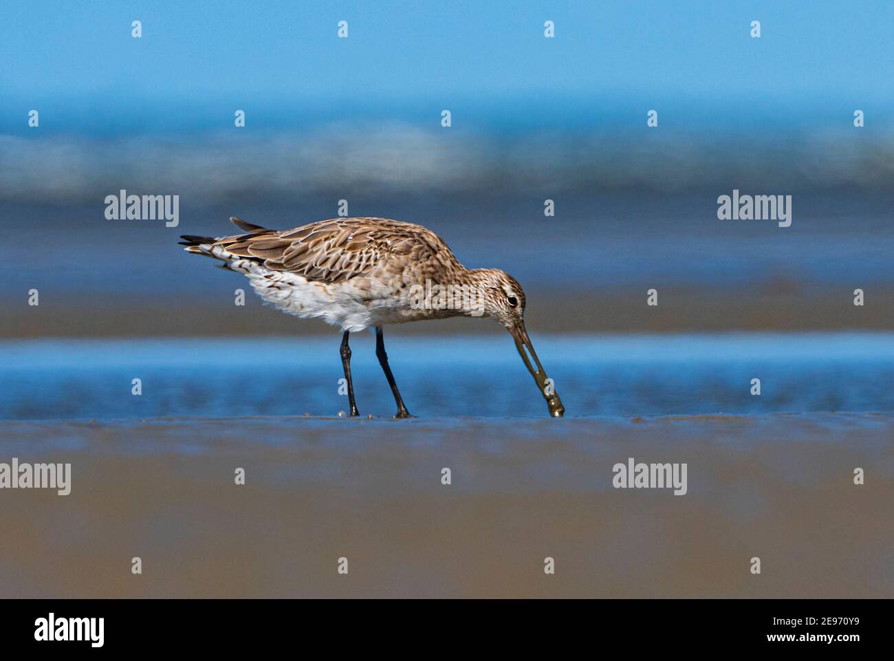 Bar-tailed Godwit (Limosa lapponica) sifting through the mud on the ...
