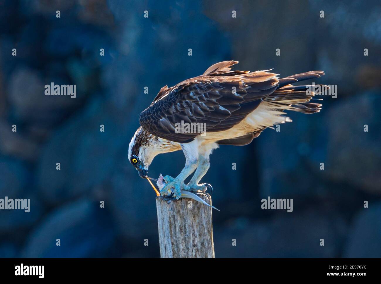 Fish australia hi-res stock photography and images - Alamy