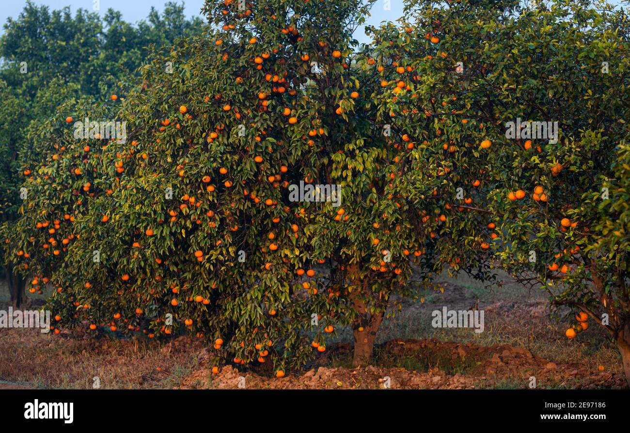 Citrus × sinensis, also known as the Citrus sinensis, includes the ...