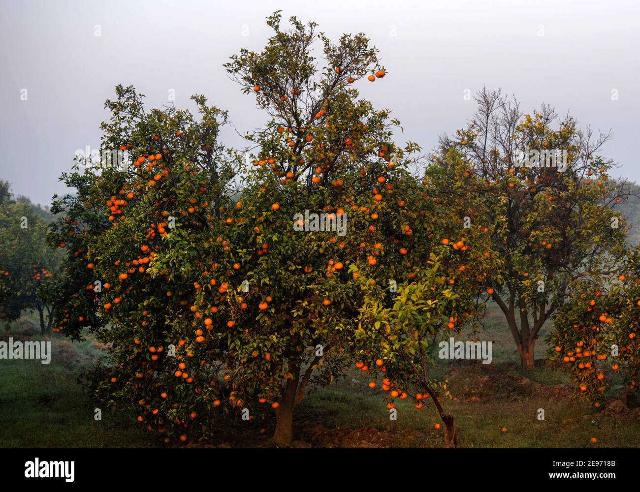 Citrus × sinensis, also known as the Citrus sinensis, includes the ...