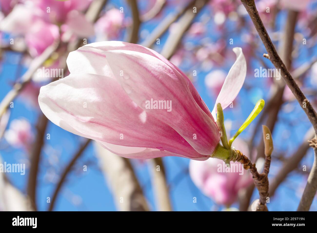 Light pink magnolia bud on blurred background Stock Photo - Alamy