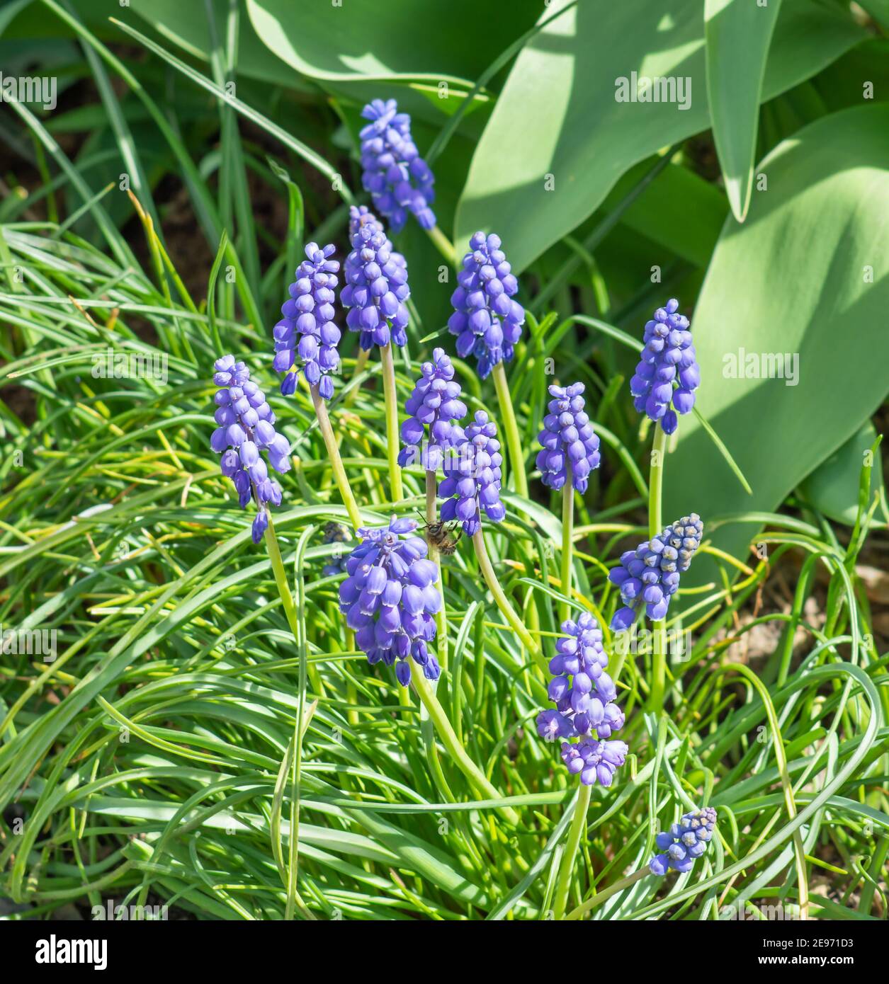 Starch Flower High Resolution Stock Photography and Images - Alamy