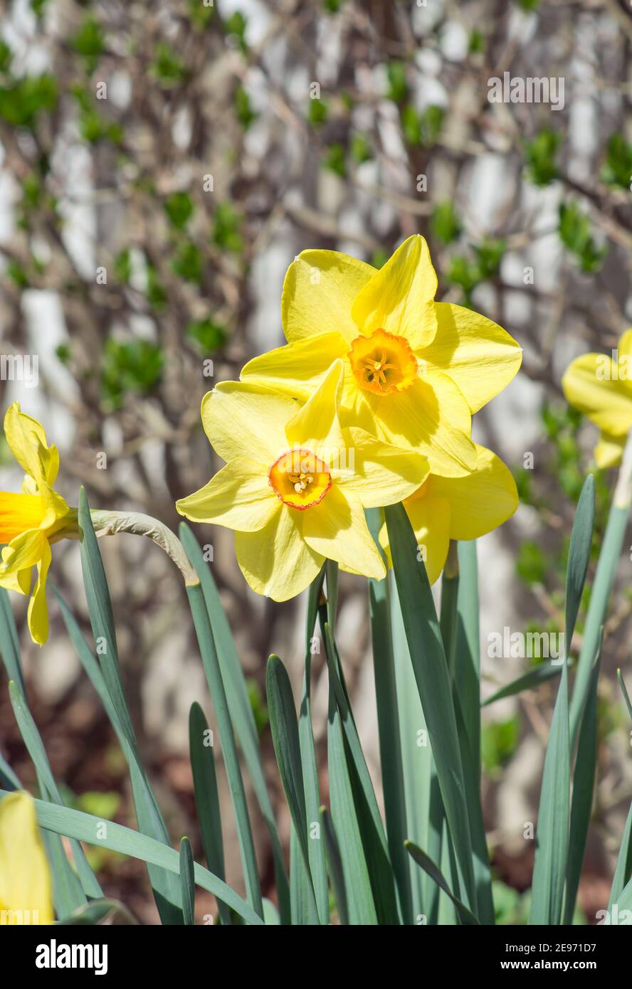 Two yellow narcissus in the spring in a vertical format Stock Photo - Alamy