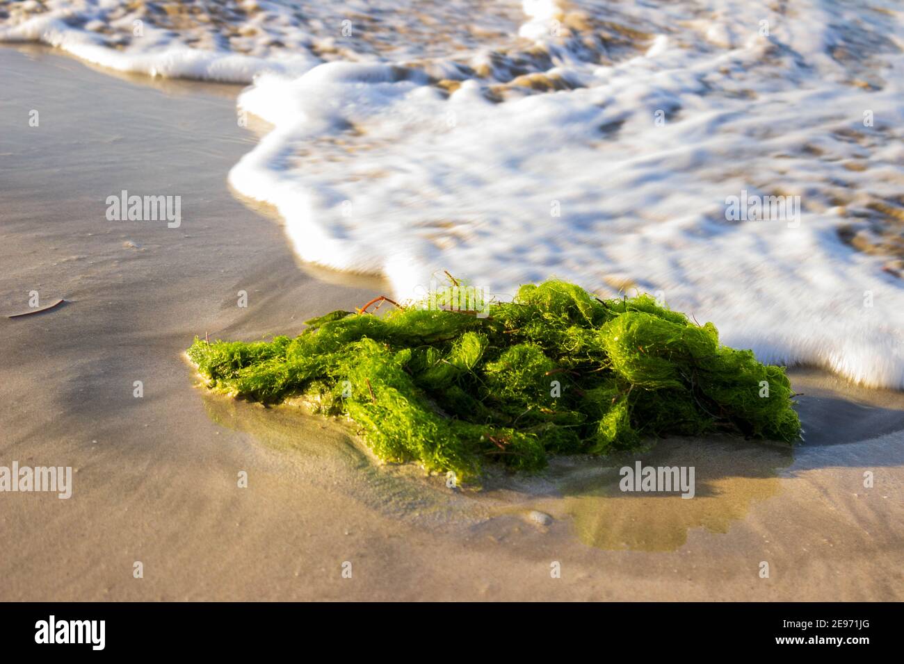Sargassum seaweed north atlantic hi-res stock photography and images ...