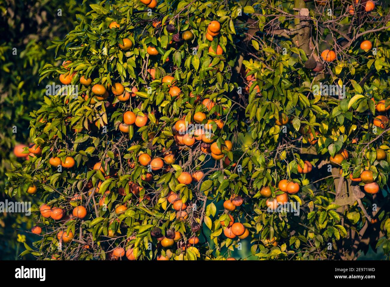 Citrus × sinensis, also known as the Citrus sinensis, includes the ...