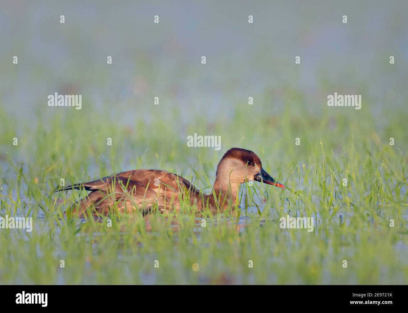 The red-crested pochard is a large diving duck. The scientific name is ...