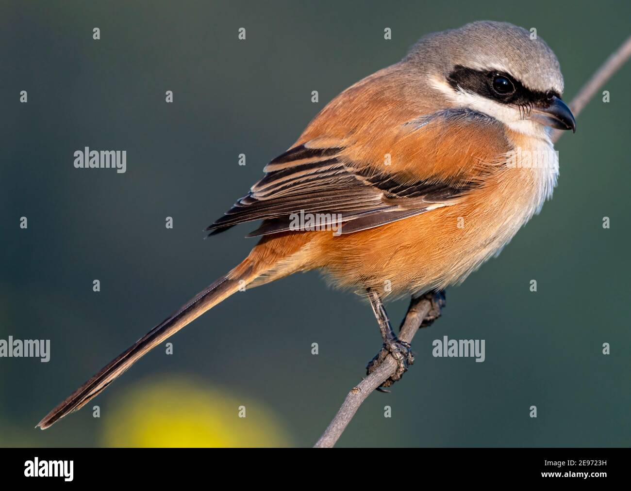 The long-tailed shrike or rufous-backed shrike is a member of the bird ...