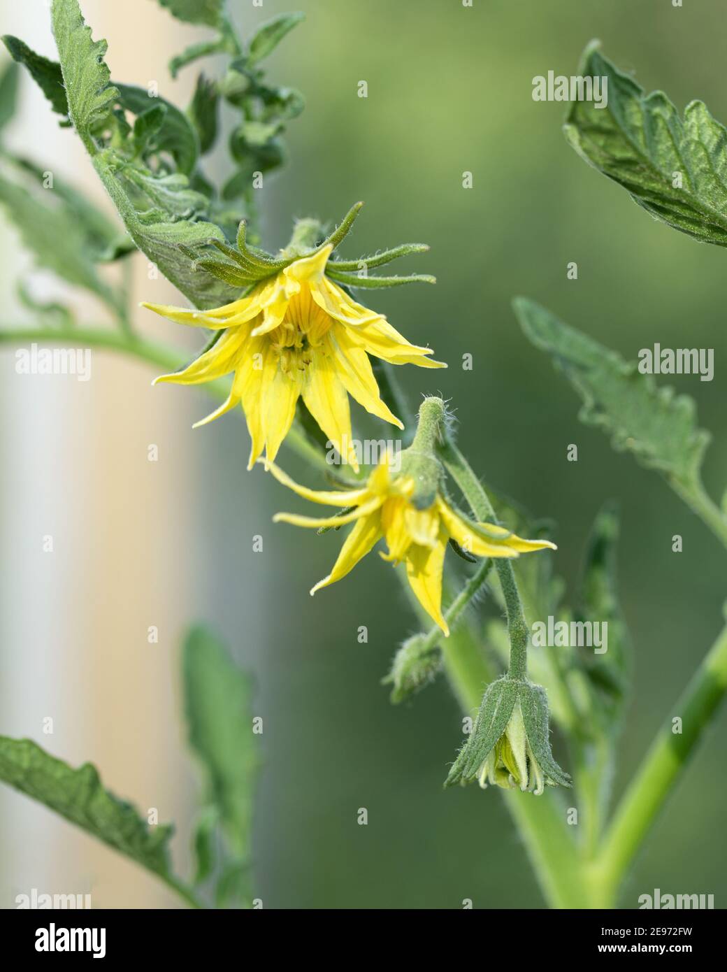 yellow flowers of blooming tomato in greenhouse on blur green ...