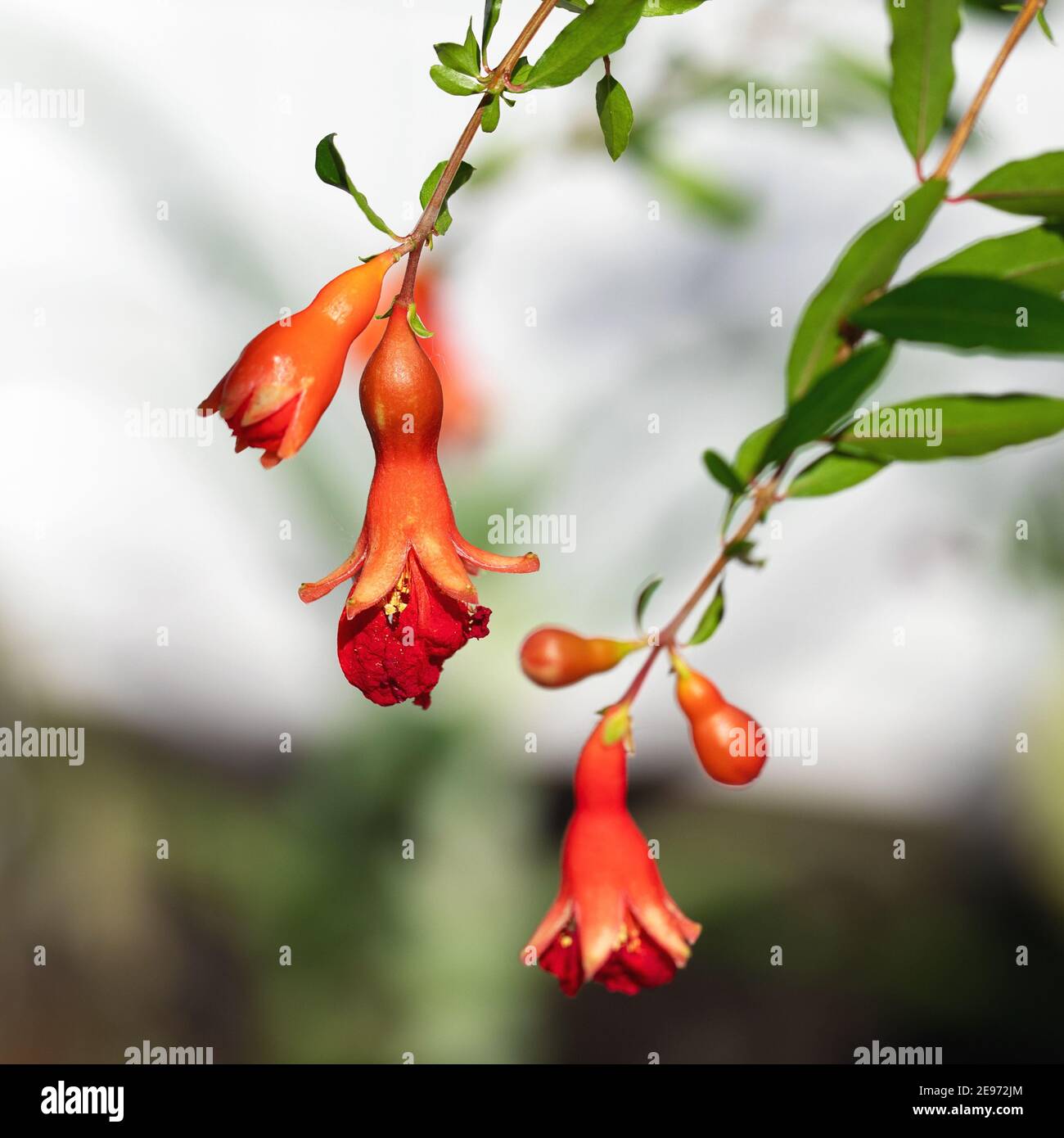 Beautiful pomegranate tree hi-res stock photography and images - Alamy