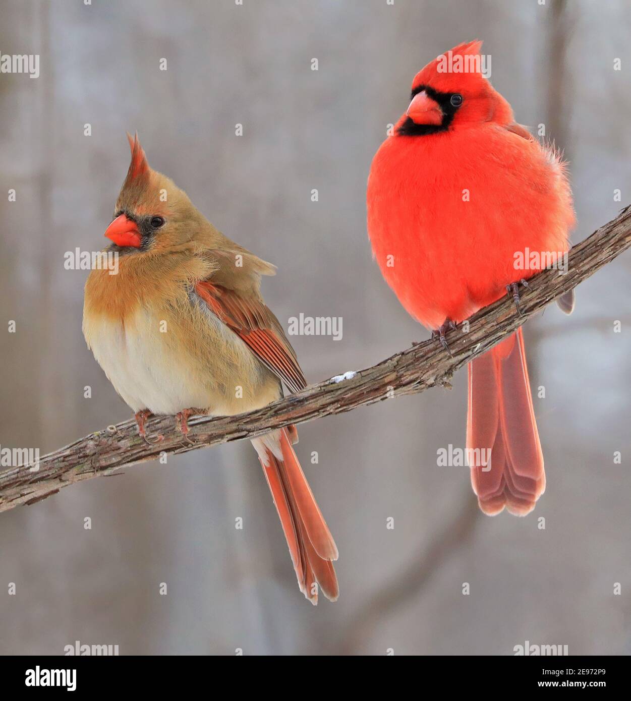 Northern Cardinal couple sitting on a branch in winter, Quebec, Canada ...