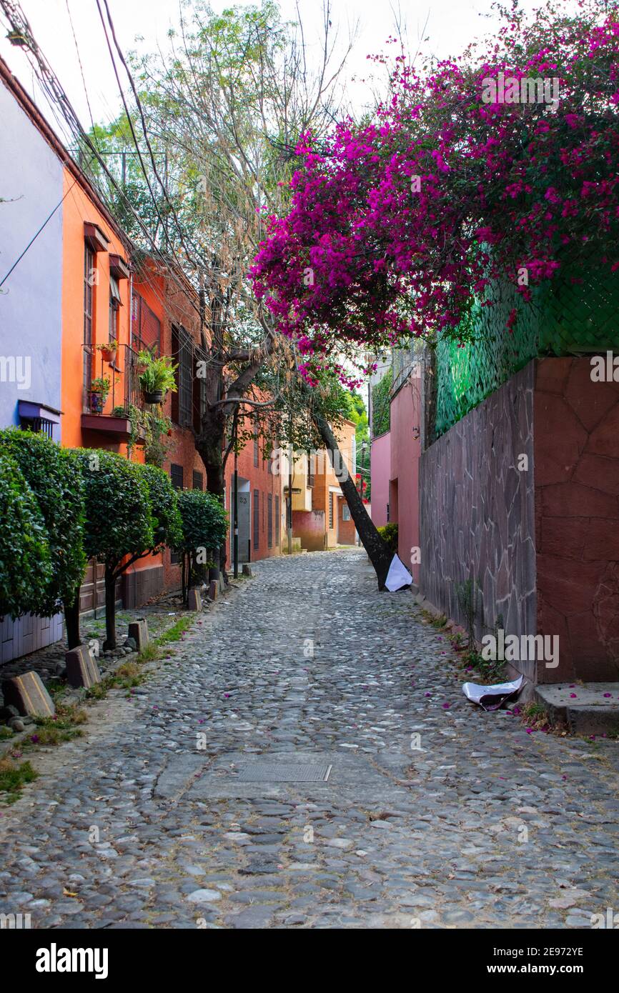 Colorful Hispanic houses and flowers in alley from Mexico City Stock ...