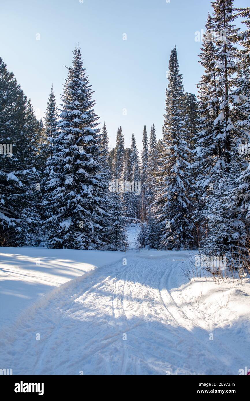 A walk through the winter forest. Snow trees and a cross-country ski ...