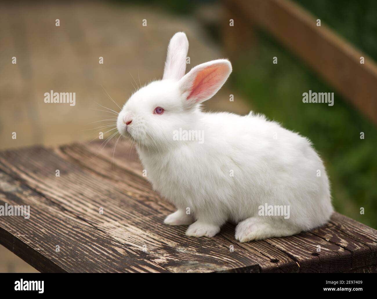Baby rabbit on table hi-res stock photography and images - Alamy