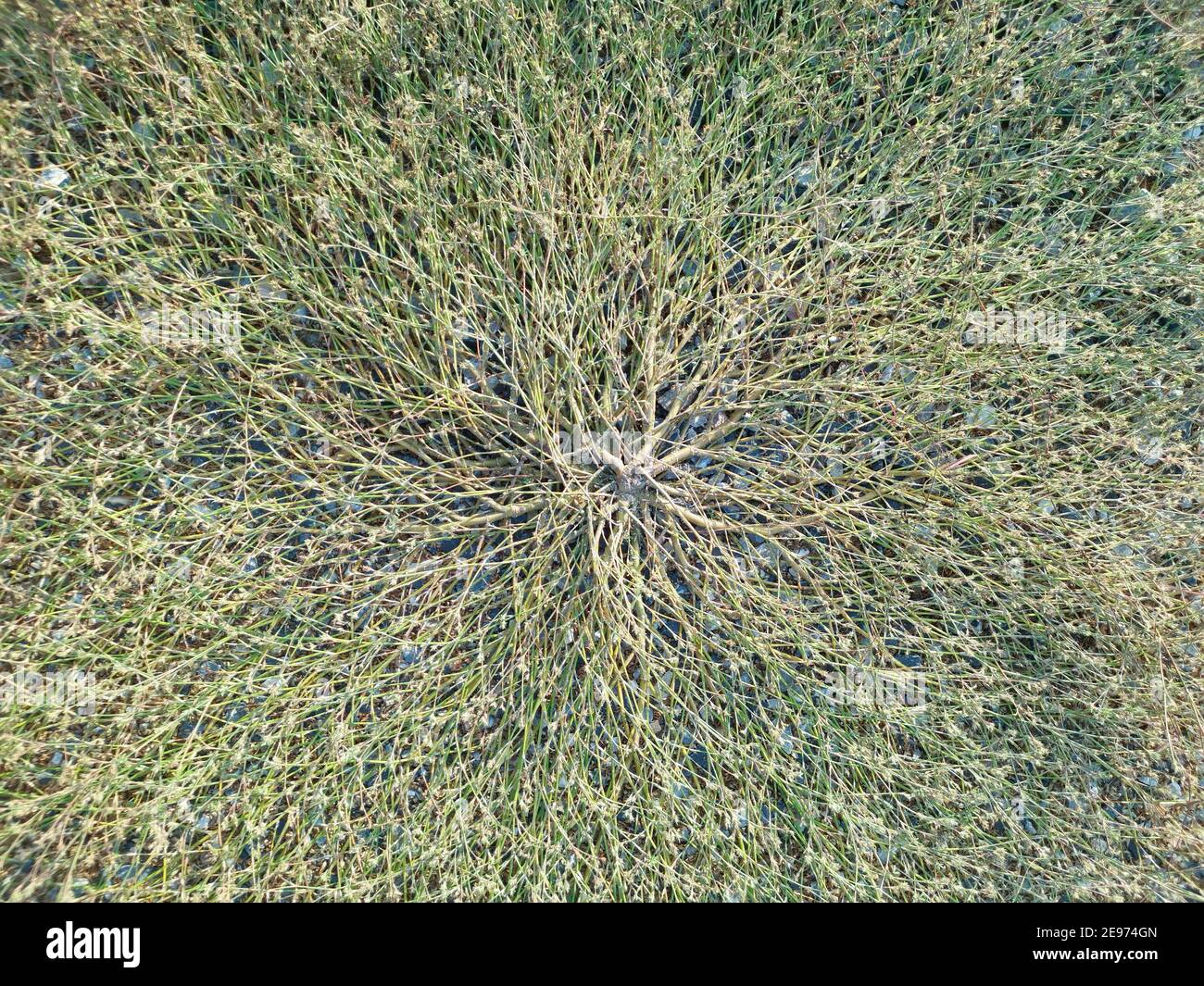 The grass branches of the trees spread out to form rafts on the ground ...