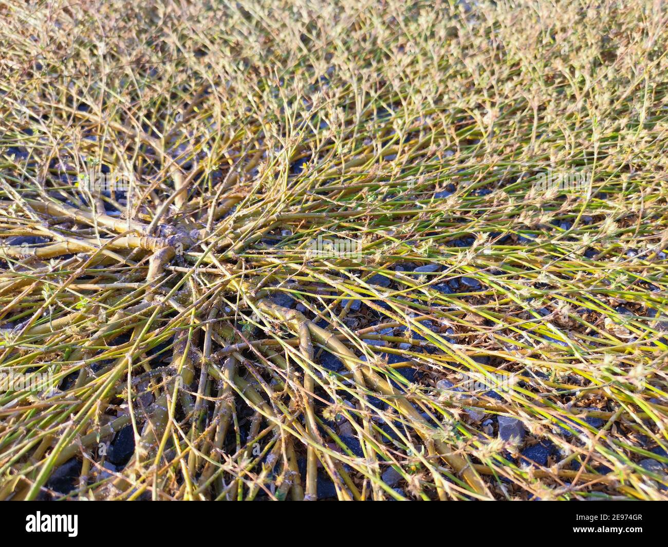 Wide spreading tree roots hi-res stock photography and images - Alamy