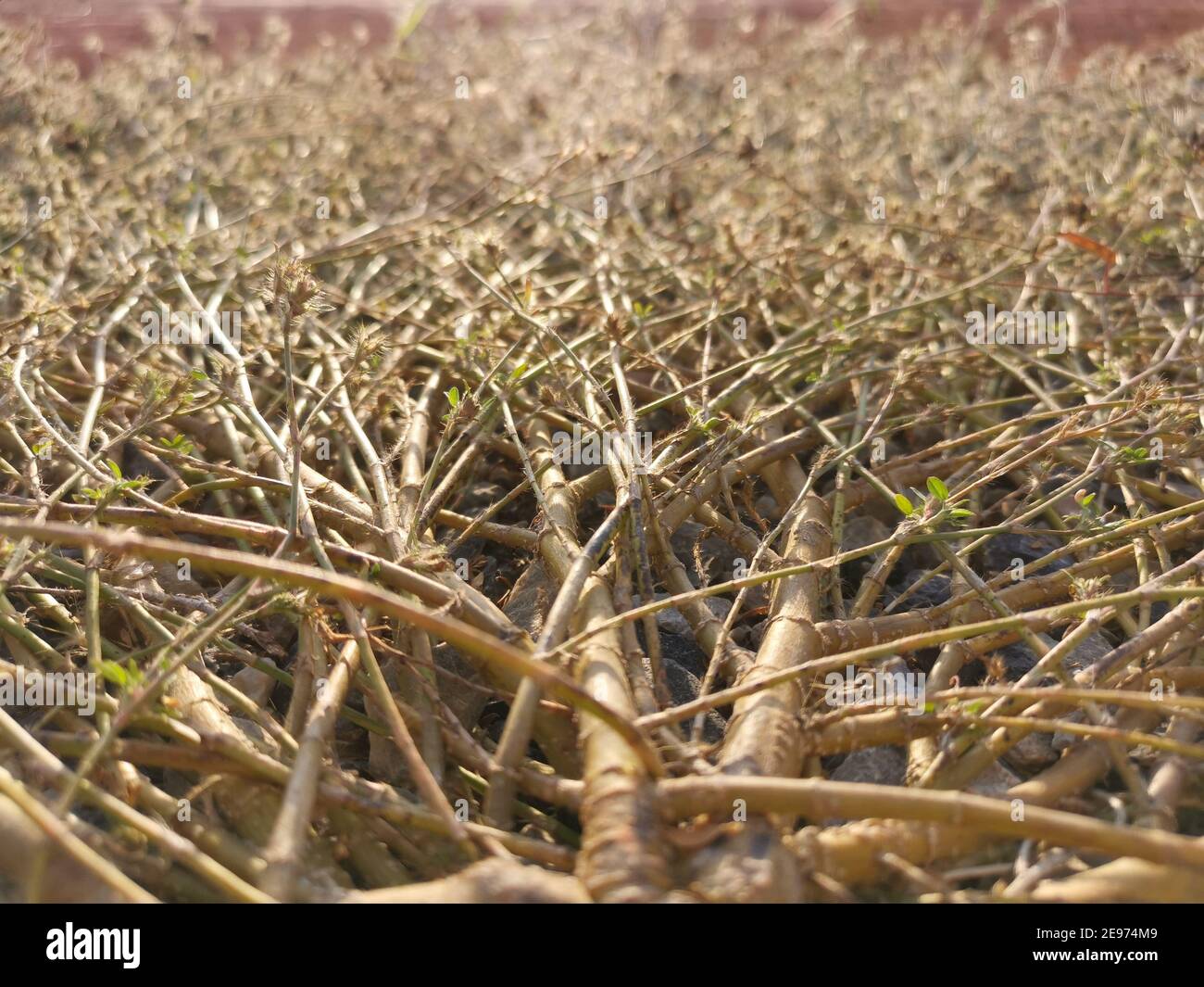 The grass branches of the trees spread out to form rafts on the ground ...